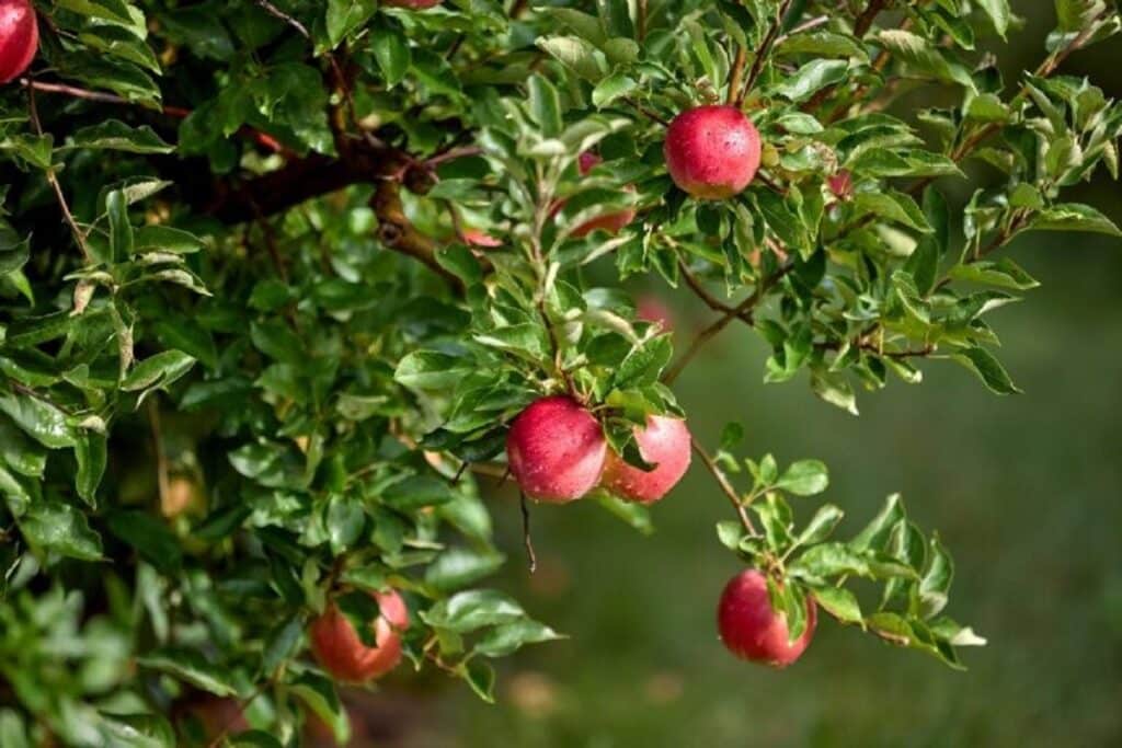 Michigan apple growers hit with big losses despite bumper harvest - The ...