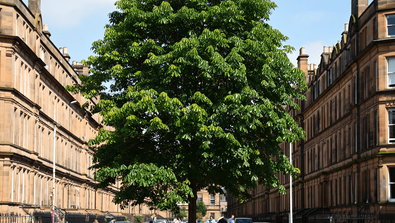 2025 tree of the year: Scottish ash in central Glasgow - The Valley ...