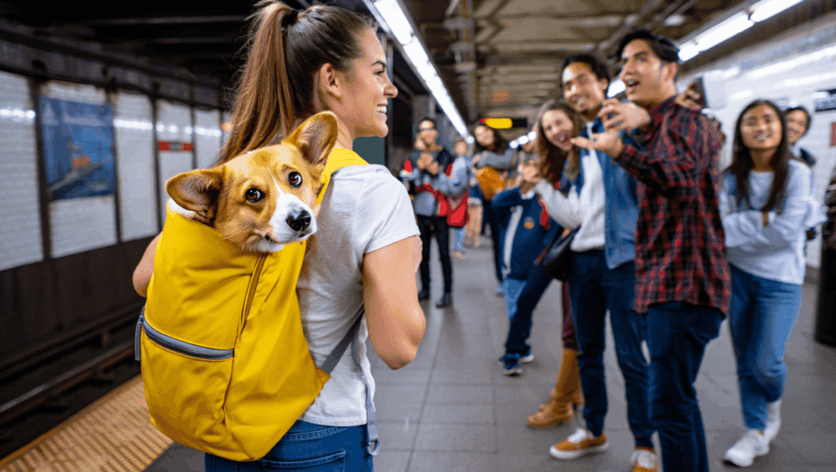 Shelter dogs carried in backpack around city to find adoptive homes ...