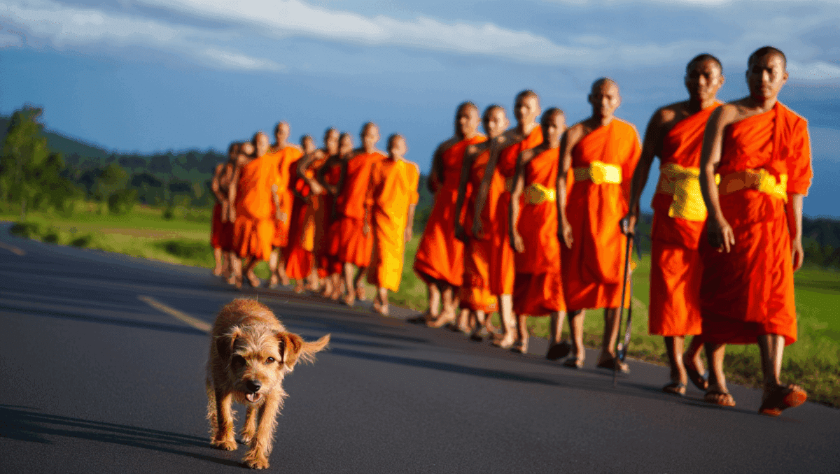 Rescue dog leads 19 Buddhist monks on 2,300-mile peace walk across US ...