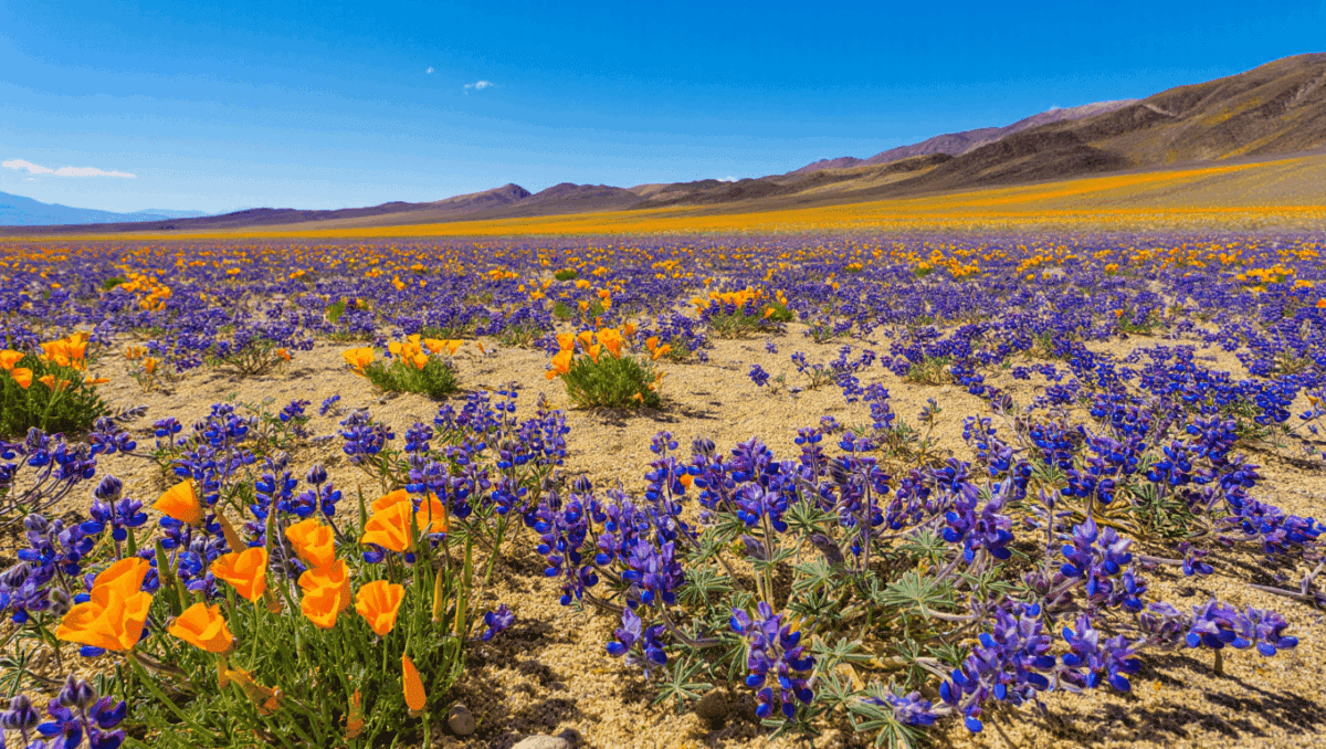 Death Valley superbloom: once-in-a-decade wildflower carpet covers ...