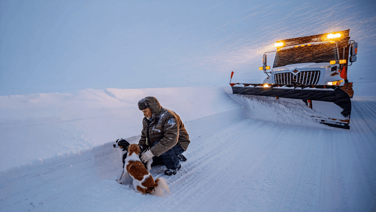 Dogs rescued by plow driver after he found them running in a blizzard ...