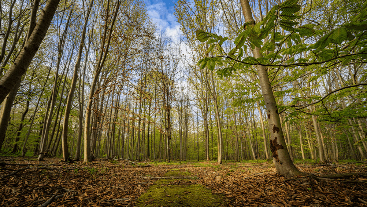 Butternut trees resistant to deadly canker mapped by scientists to ...